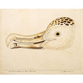 The Head and Bill of the Man of War Bird.,ALBIN, Eleazar.,1731-1738
